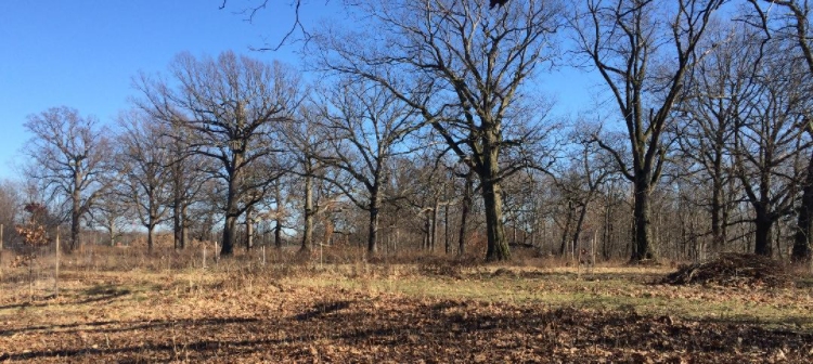 ESA - Moses Cleaveland Trees